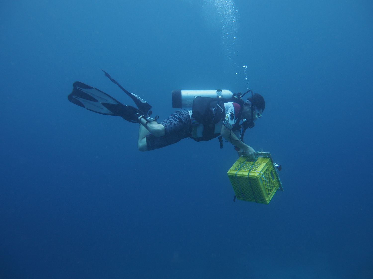 ARMS Recovery! - RARCC - Raja Ampat Research & Conservation Centre