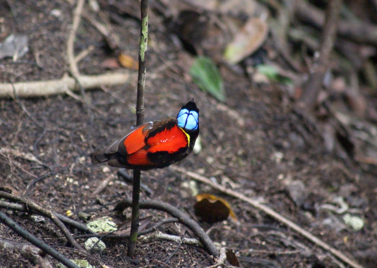 Bird-of-Paradise with Russell Mittermeier - RARCC - Raja Ampat Research ...