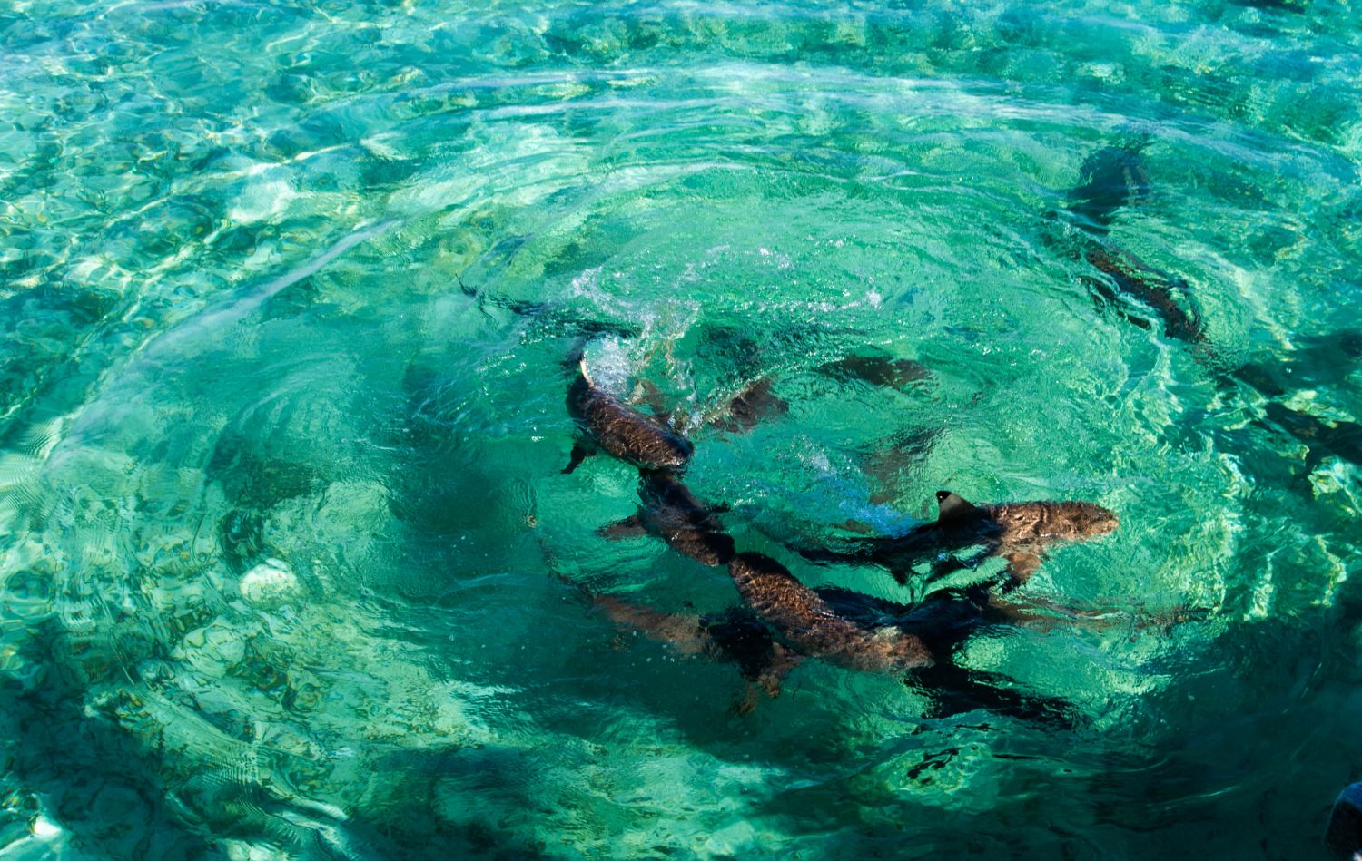 RARCC hosted a team from the Seattle Aquarium - RARCC - Raja Ampat ...