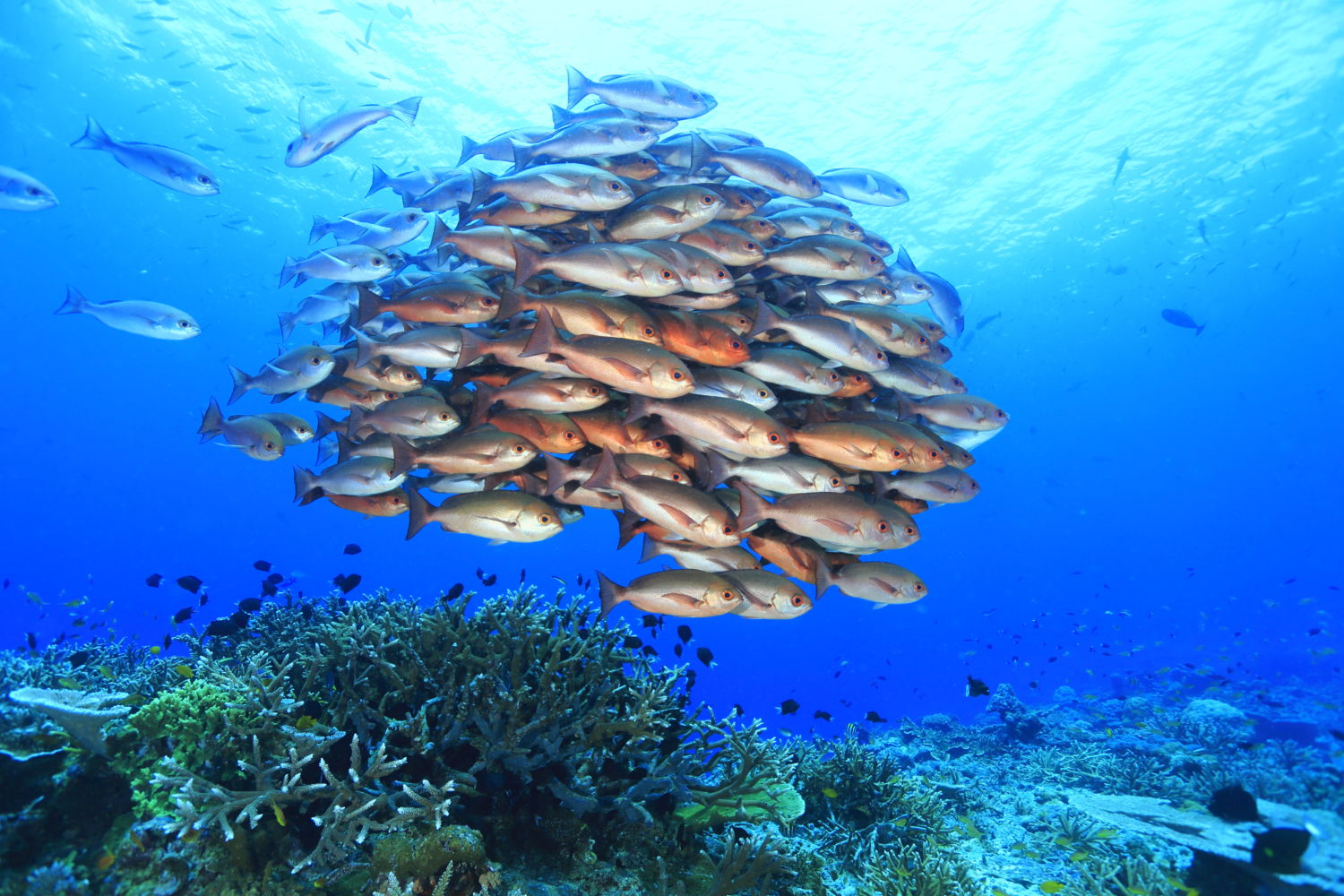 RARCC patrols Raja Ampat and helps communities in despair - RARCC ...