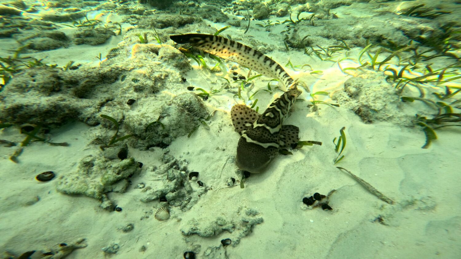 StAR Project - RARCC - Raja Ampat Research & Conservation Centre