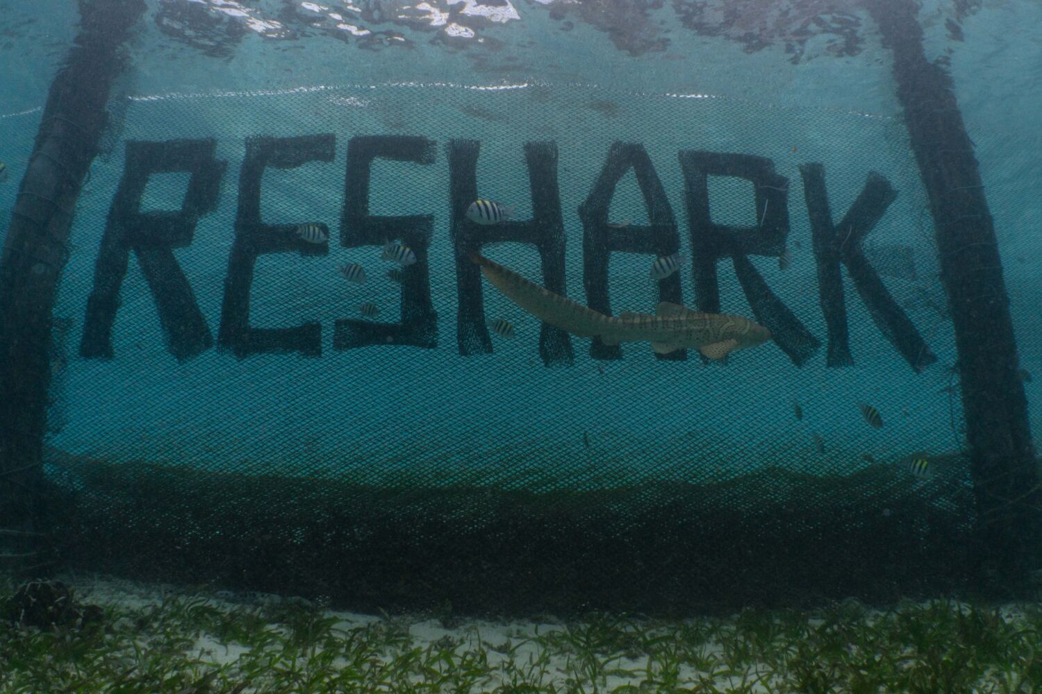 ReShark StAR Project - RARCC - Raja Ampat Research & Conservation Centre