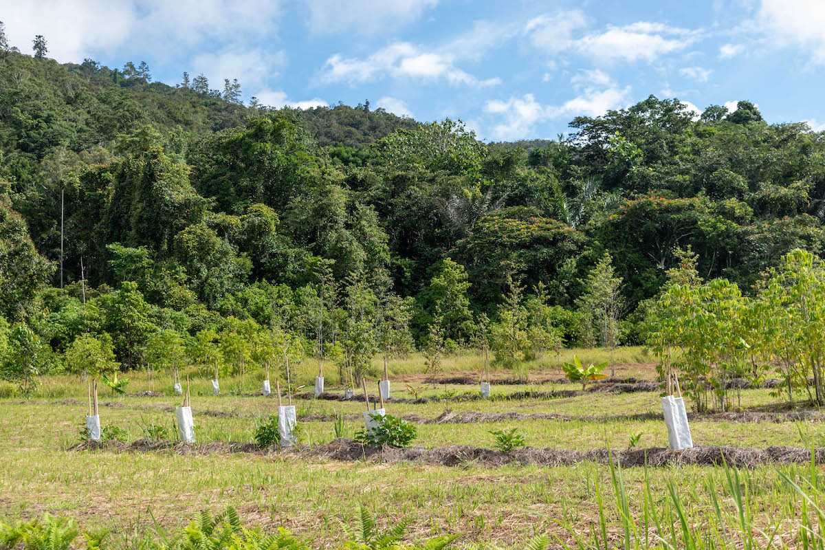 Syntropic Agroforestry Project - RARCC - Raja Ampat Research ...